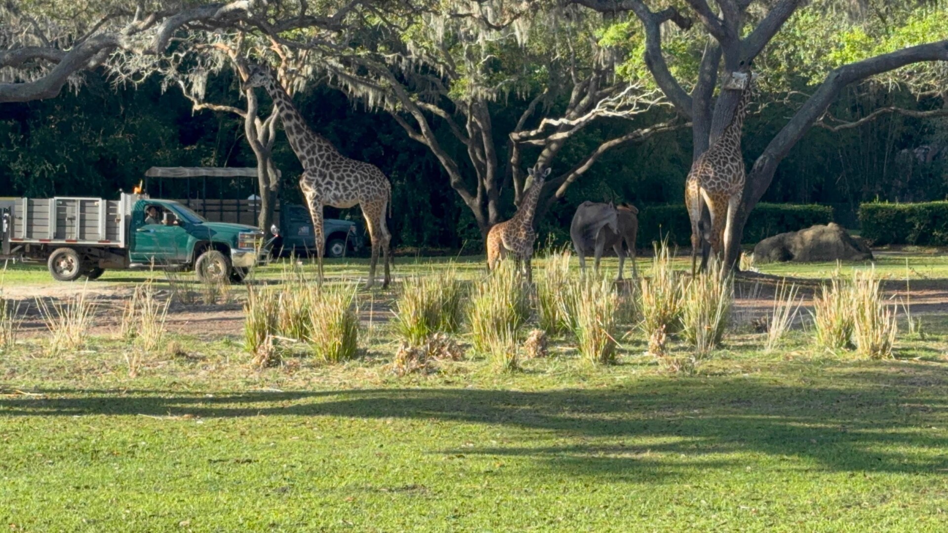 Meet Tucker, the New Baby Giraffe at Disney’s Animal Kingdom