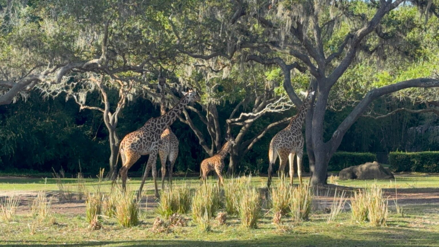 Meet Tucker, the New Baby Giraffe at Disney’s Animal Kingdom
