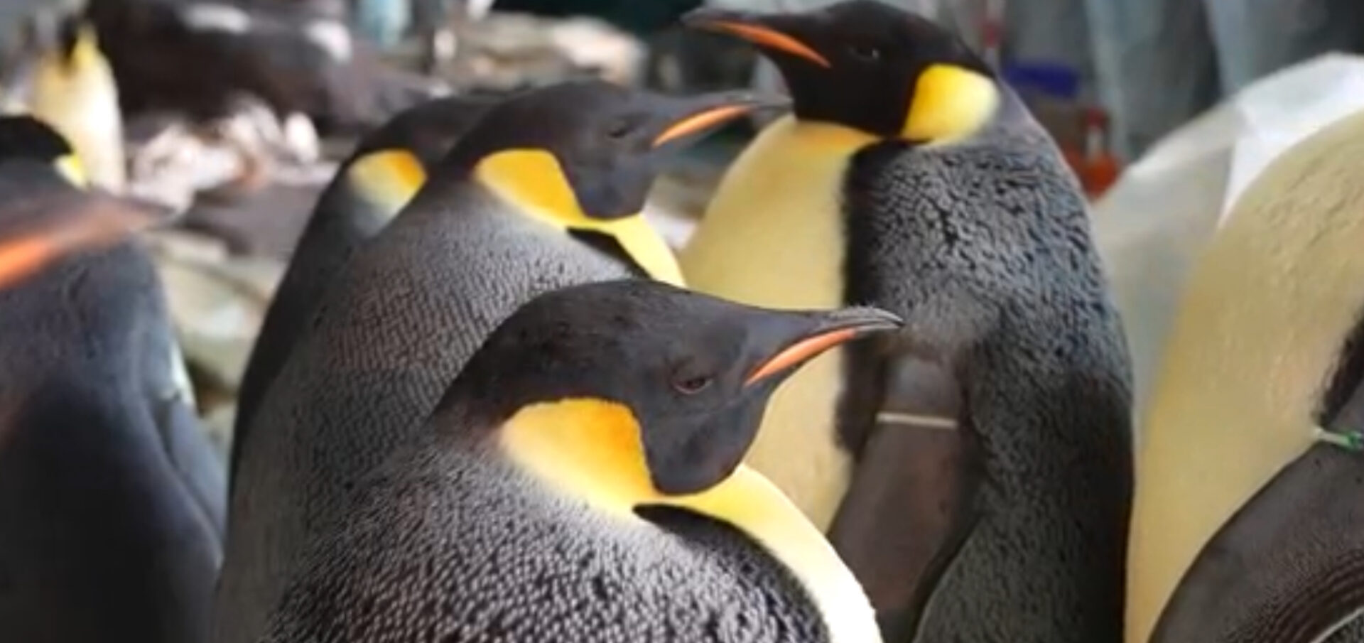 SeaWorld Orlando Welcomes the Western Hemisphere’s Only Emperor Penguins